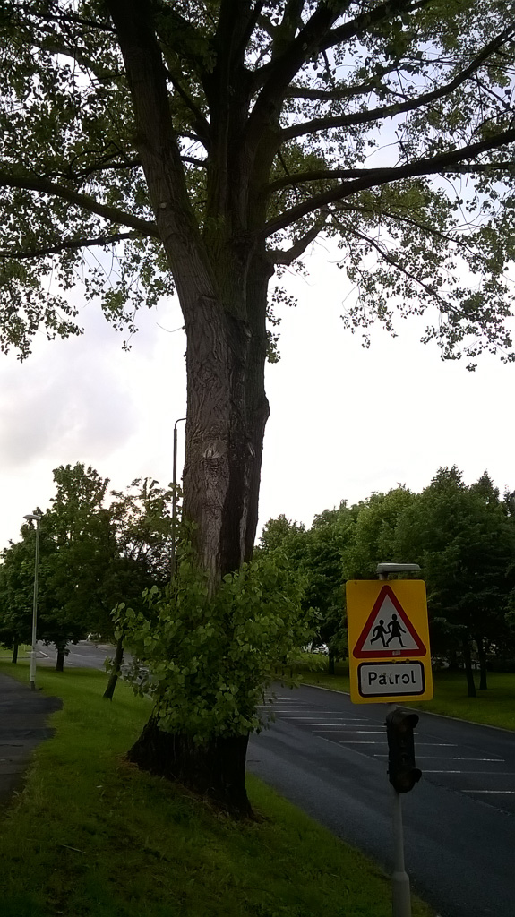 Lime - 3668 - Kent Heritage Trees Project