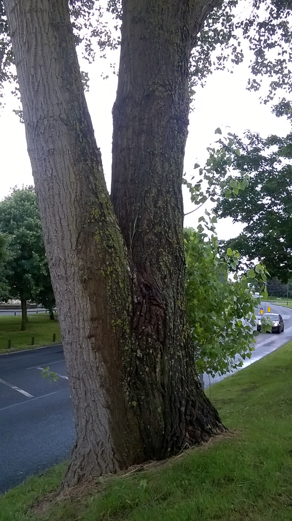 Lime - 3668 - Kent Heritage Trees Project