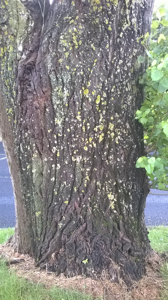 Lime - 3668 - Kent Heritage Trees Project