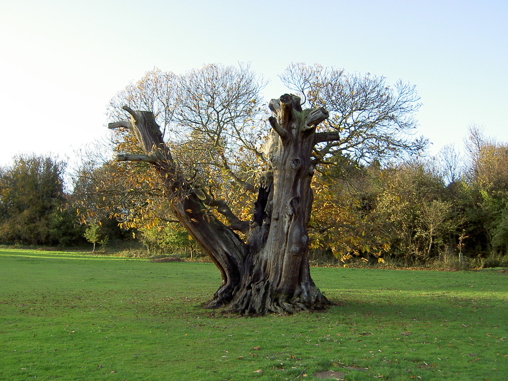 Sweet Chestnut - 226 - Kent Heritage Trees Project