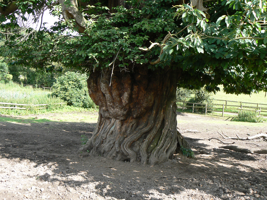 Sweet Chestnut - 469 - Kent Heritage Trees Project