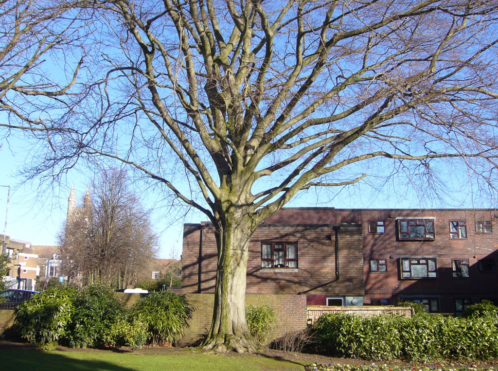 Common Beech - 1973 - Kent Heritage Trees Project