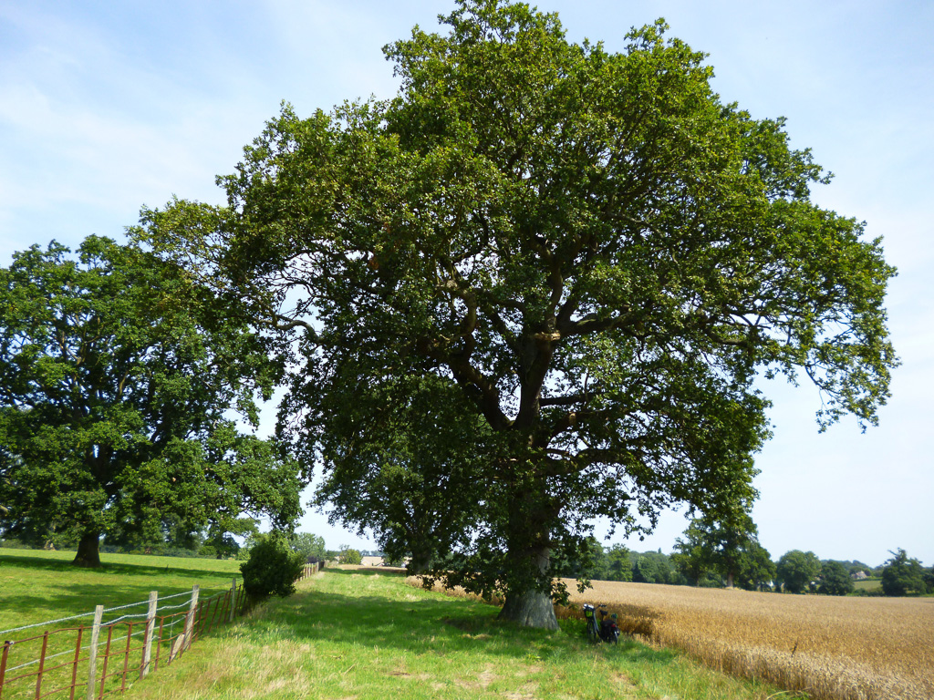 Pedunculate Oak - 1299 - Kent Heritage Trees Project
