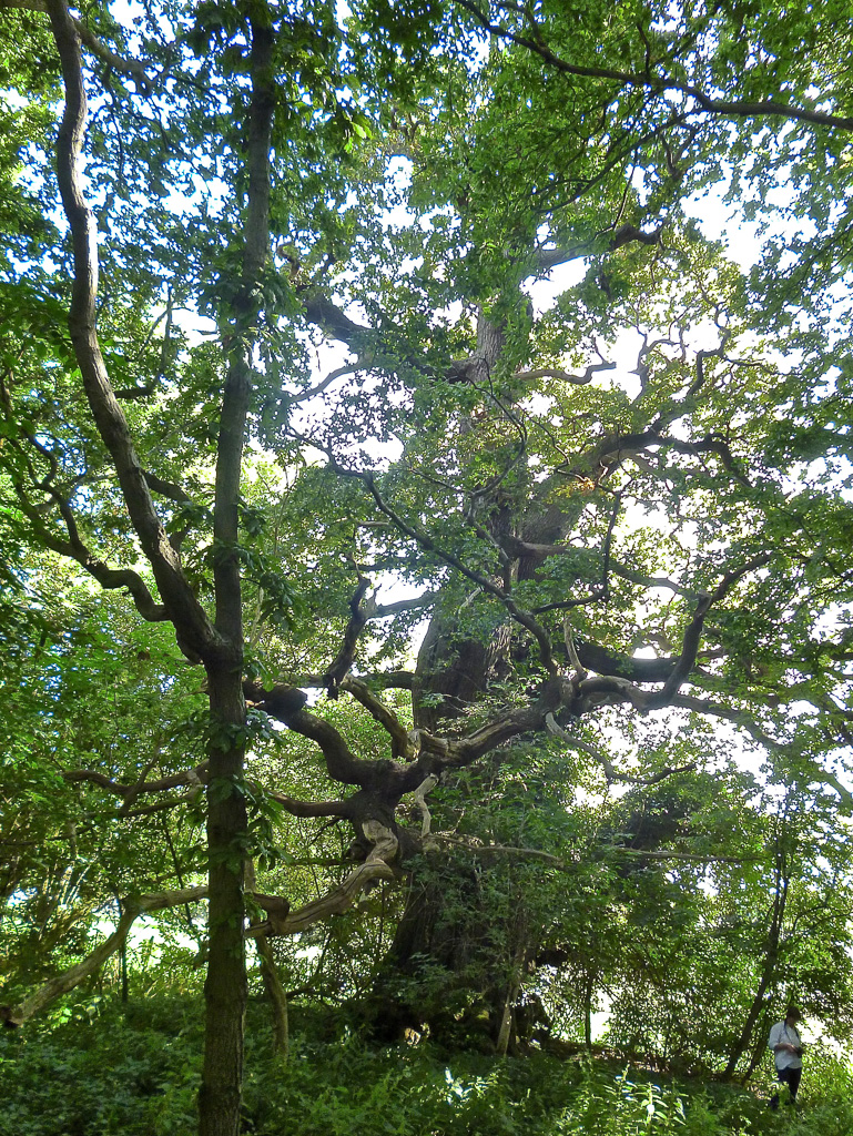 Pedunculate Oak - 1345 - Kent Heritage Trees Project