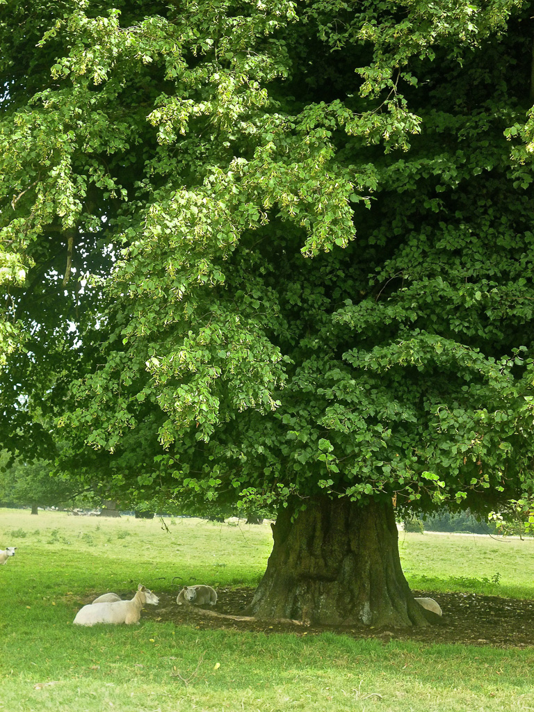 P1010977 - Kent Heritage Trees Project
