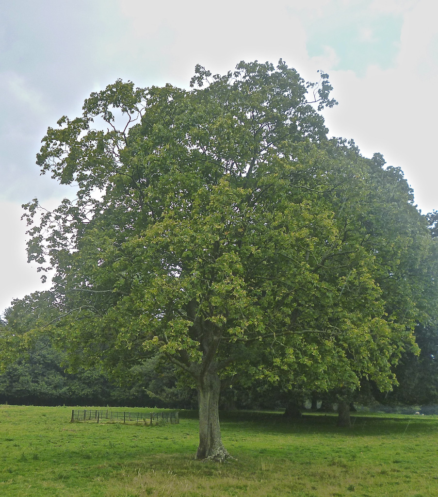 Cappadocian Maple - 1370 - Kent Heritage Trees Project
