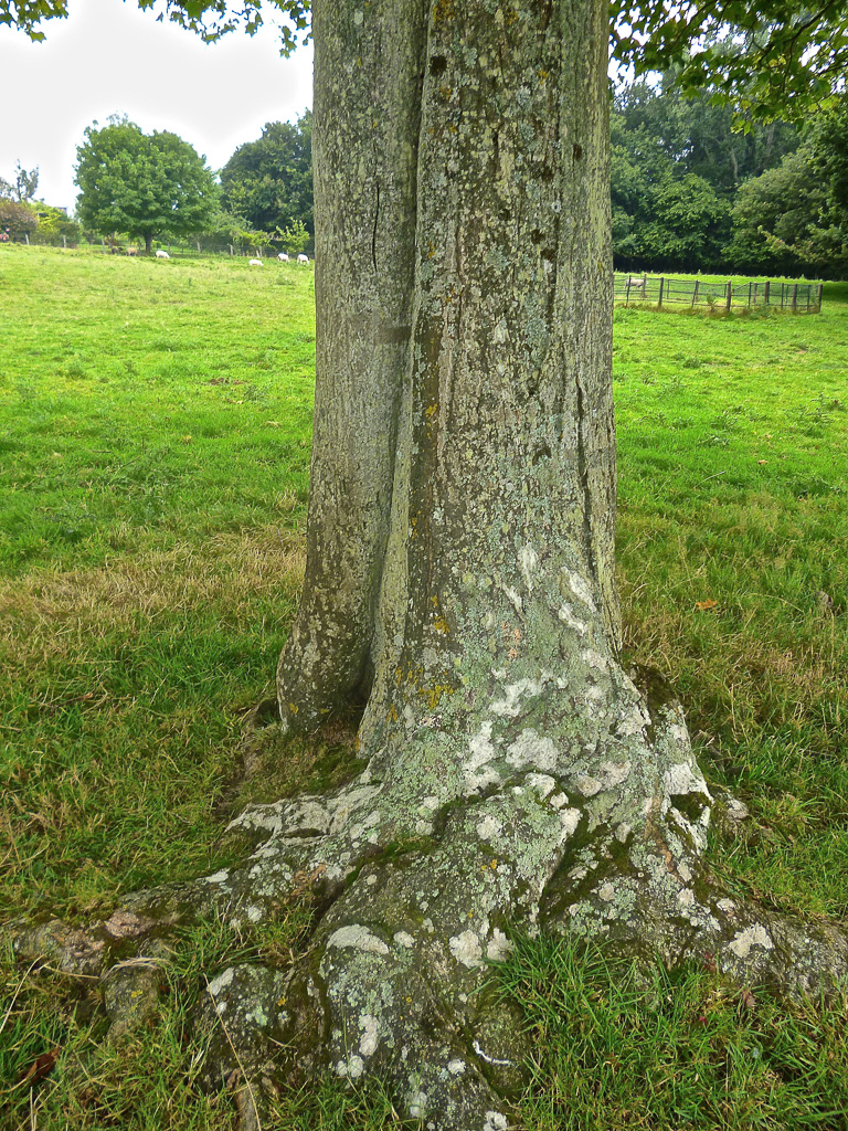 Cappadocian Maple - 1370 - Kent Heritage Trees Project