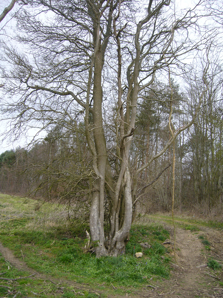 Field Maple - 3277 - Kent Heritage Trees Project