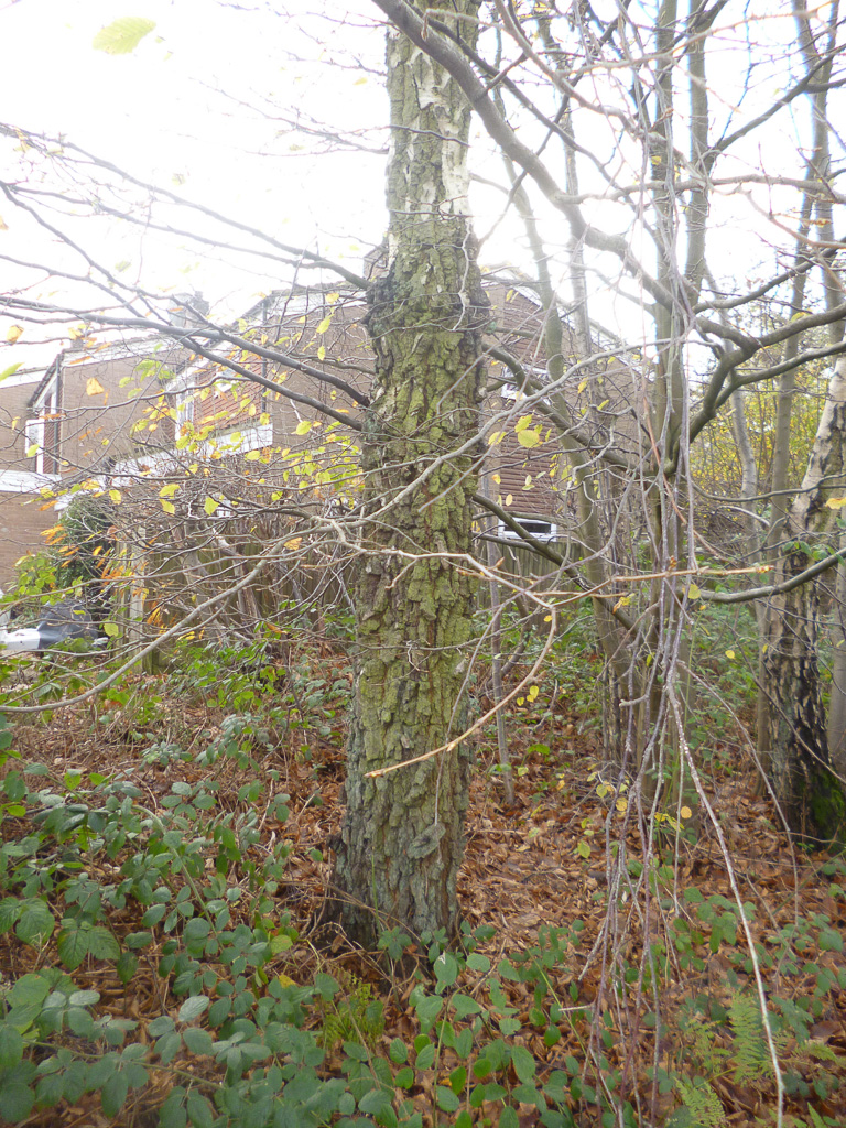 Silver Birch - 2700 - Kent Heritage Trees Project