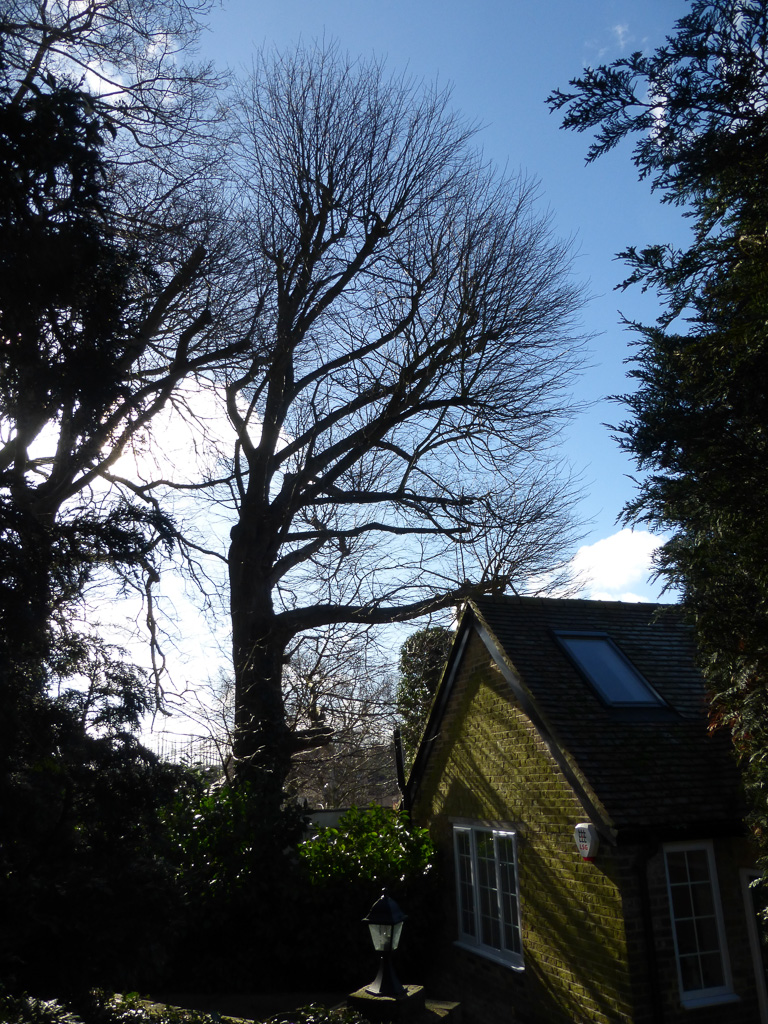 Lime - 3098 - Kent Heritage Trees Project