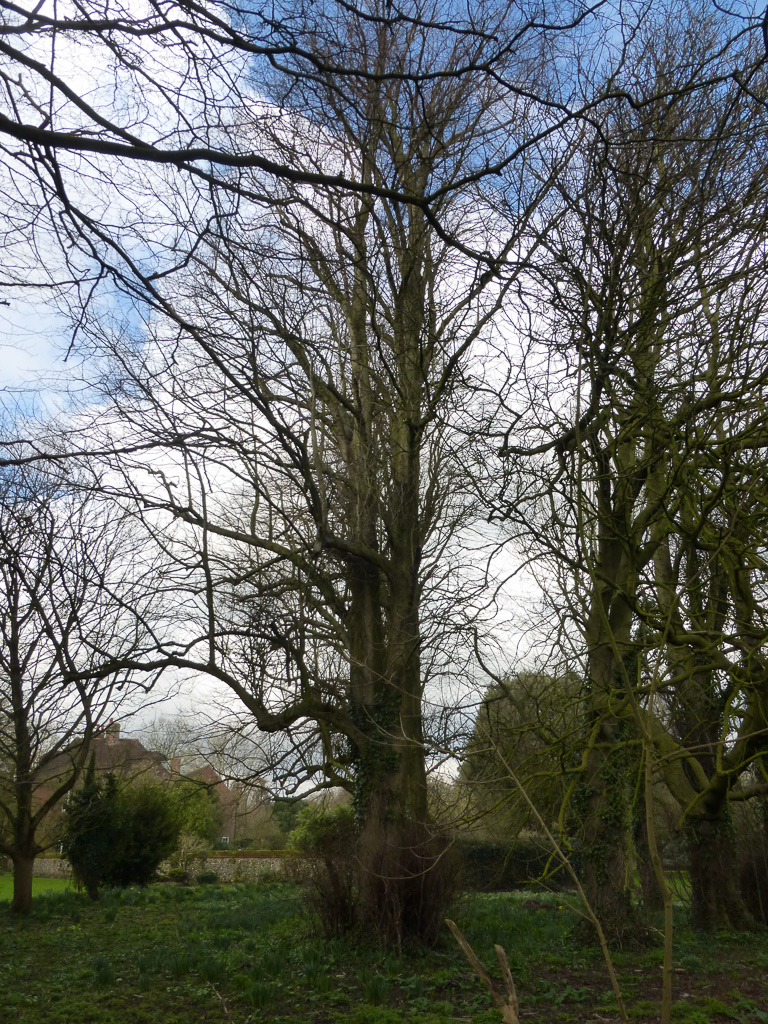 Field Maple - 3089 - Kent Heritage Trees Project