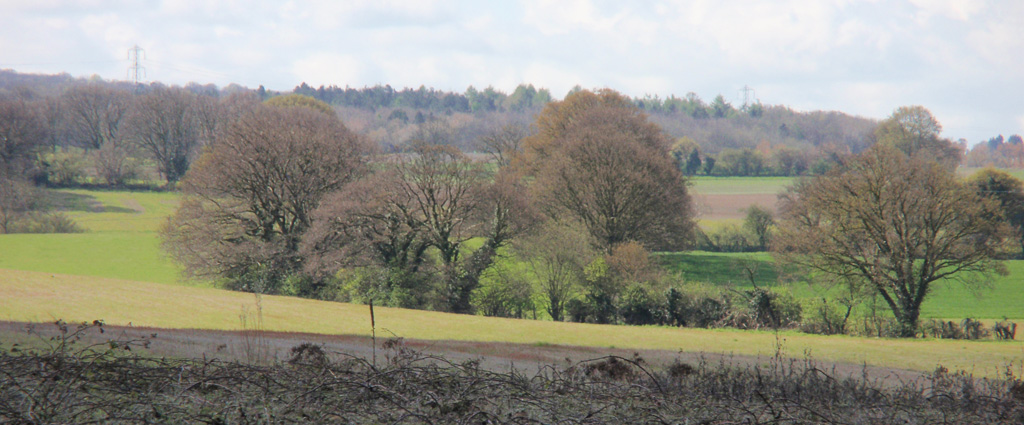 Field Maple - 3044 - Kent Heritage Trees Project