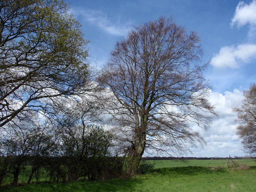 Beech - 3043 - Kent Heritage Trees Project
