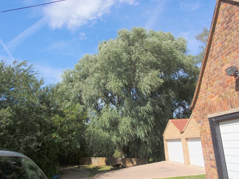 Crack Willow - 3121 - Kent Heritage Trees Project