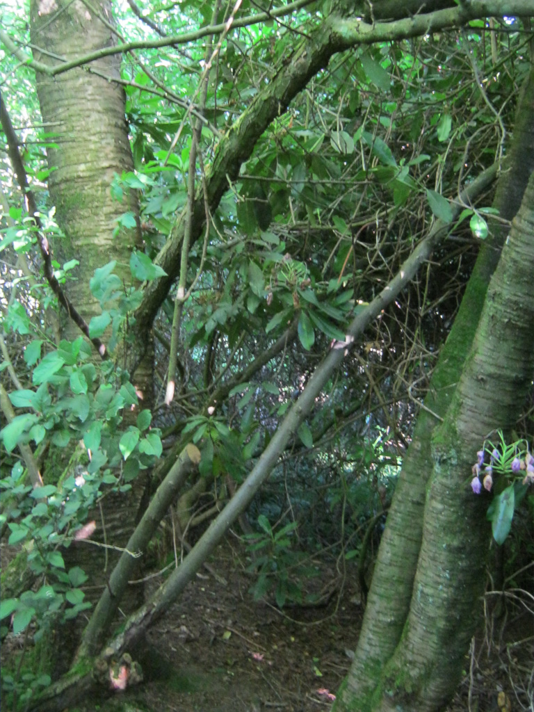 Other - 3632 - Kent Heritage Trees Project