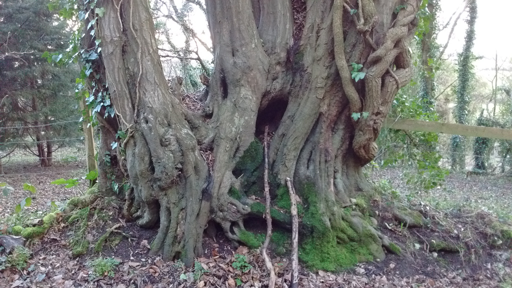 Common Hornbeam - 3013 - Kent Heritage Trees Project
