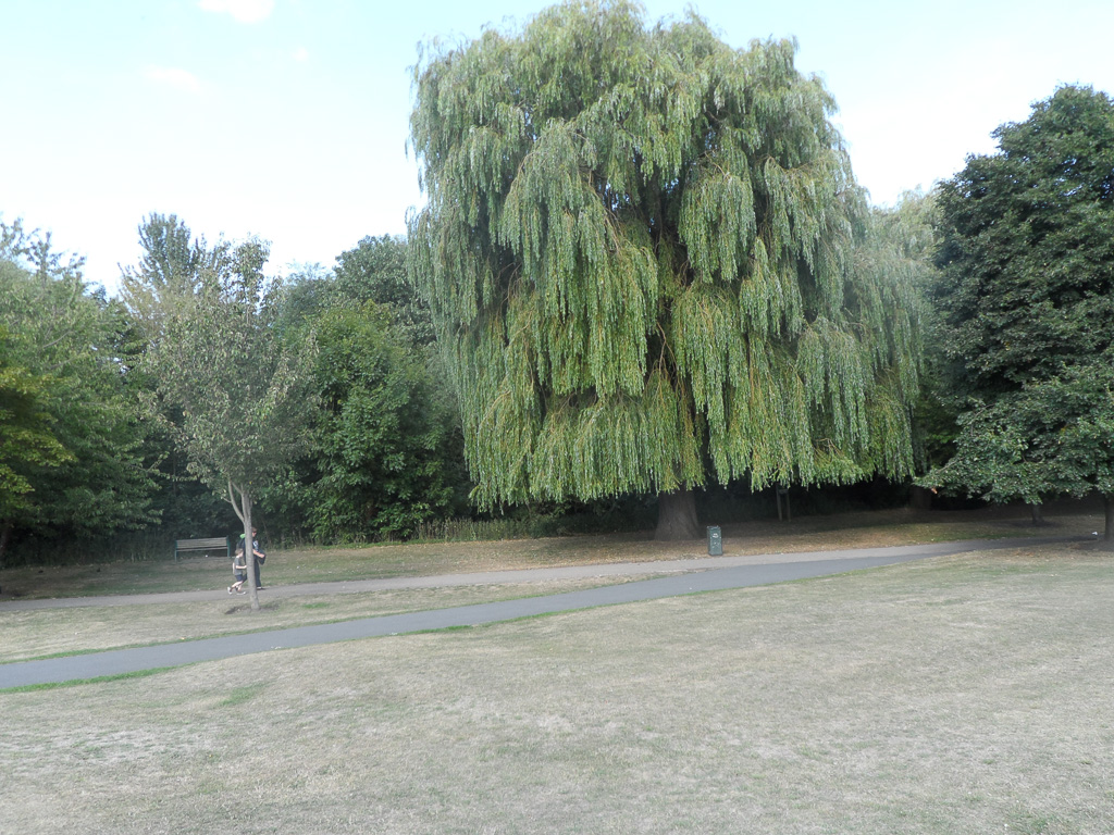 Willow - 783 - Kent Heritage Trees Project