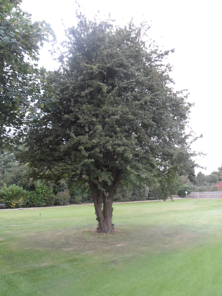 Common Hawthorn - 1086 - Kent Heritage Trees Project