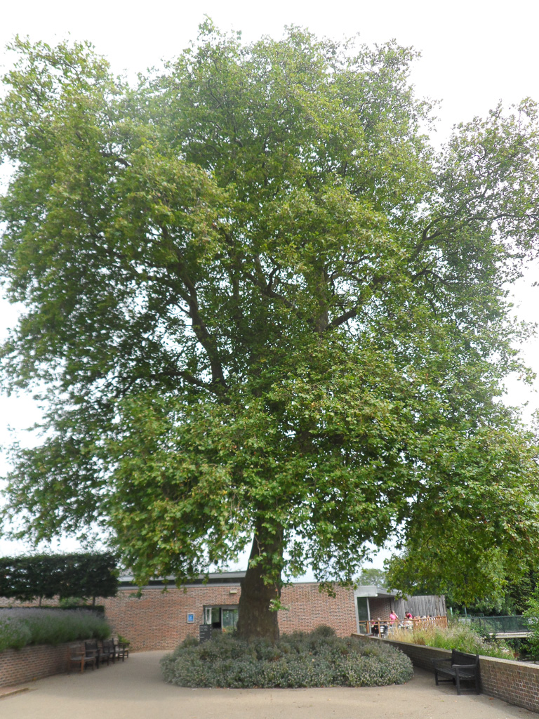 London Plane - 2421 - Kent Heritage Trees Project