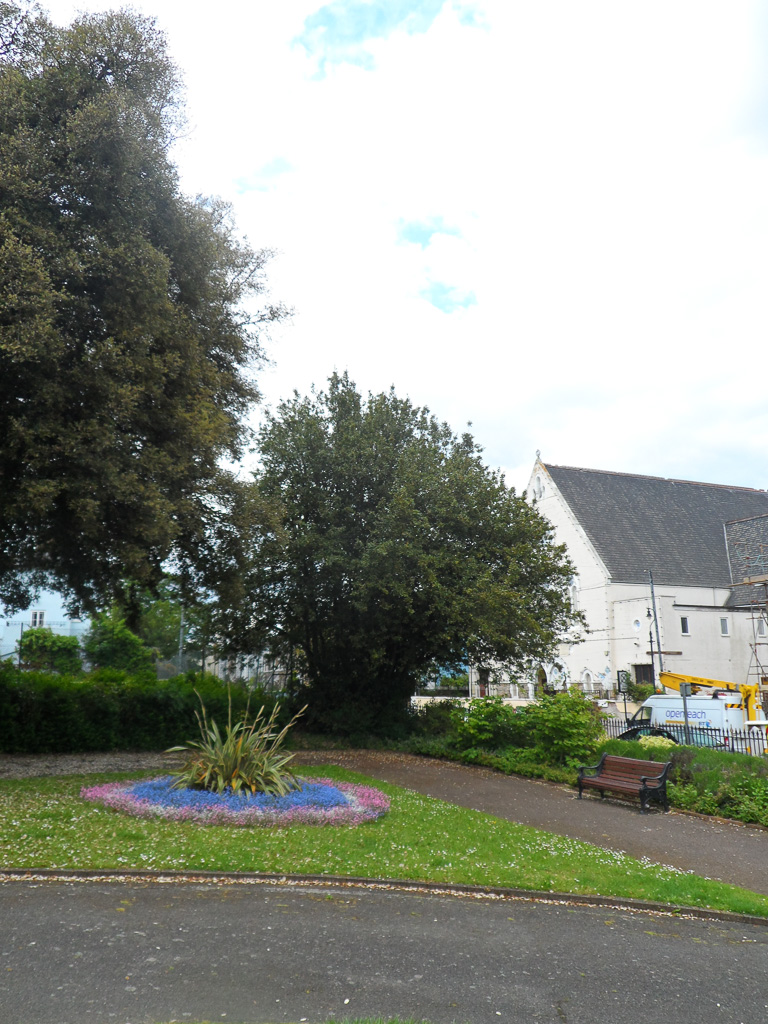 Holm Oak - 3435 - Kent Heritage Trees Project