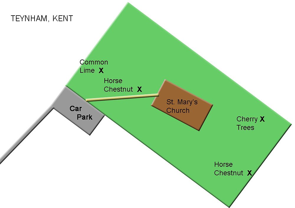 Sketch_Map_St._Marys_Church_Teynham - Kent Heritage Trees Project