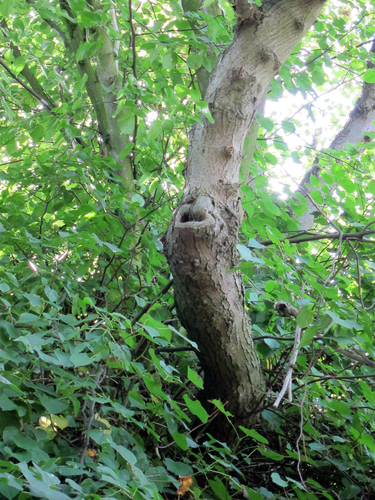 Common Lime - 510 - Kent Heritage Trees Project