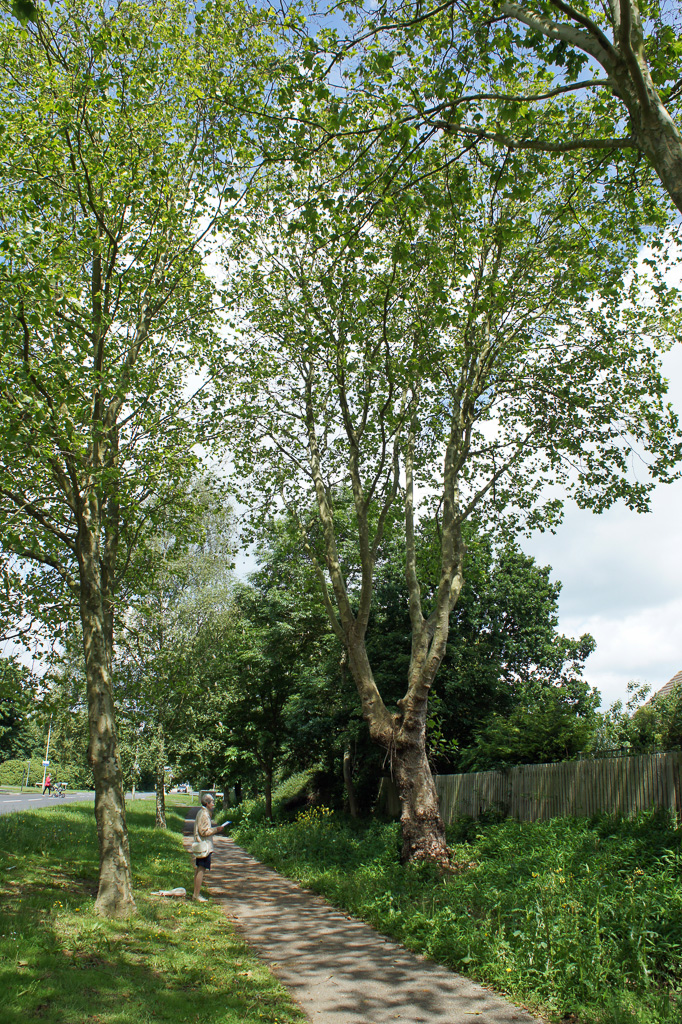 Third_Tree - Kent Heritage Trees Project