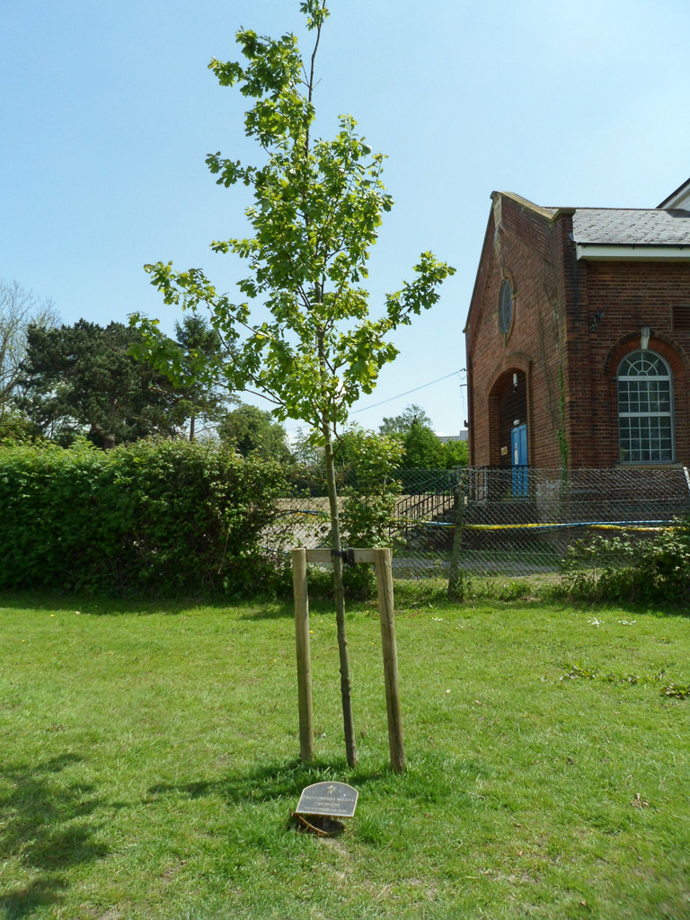 Pedunculate Oak - 951 - Kent Heritage Trees Project
