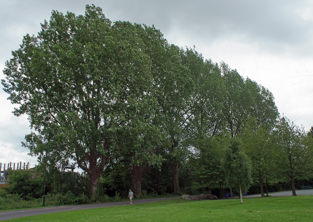 Lime - 480 - Kent Heritage Trees Project