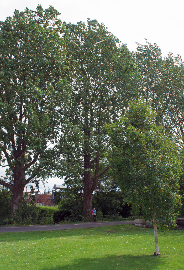 Lime - 480 - Kent Heritage Trees Project