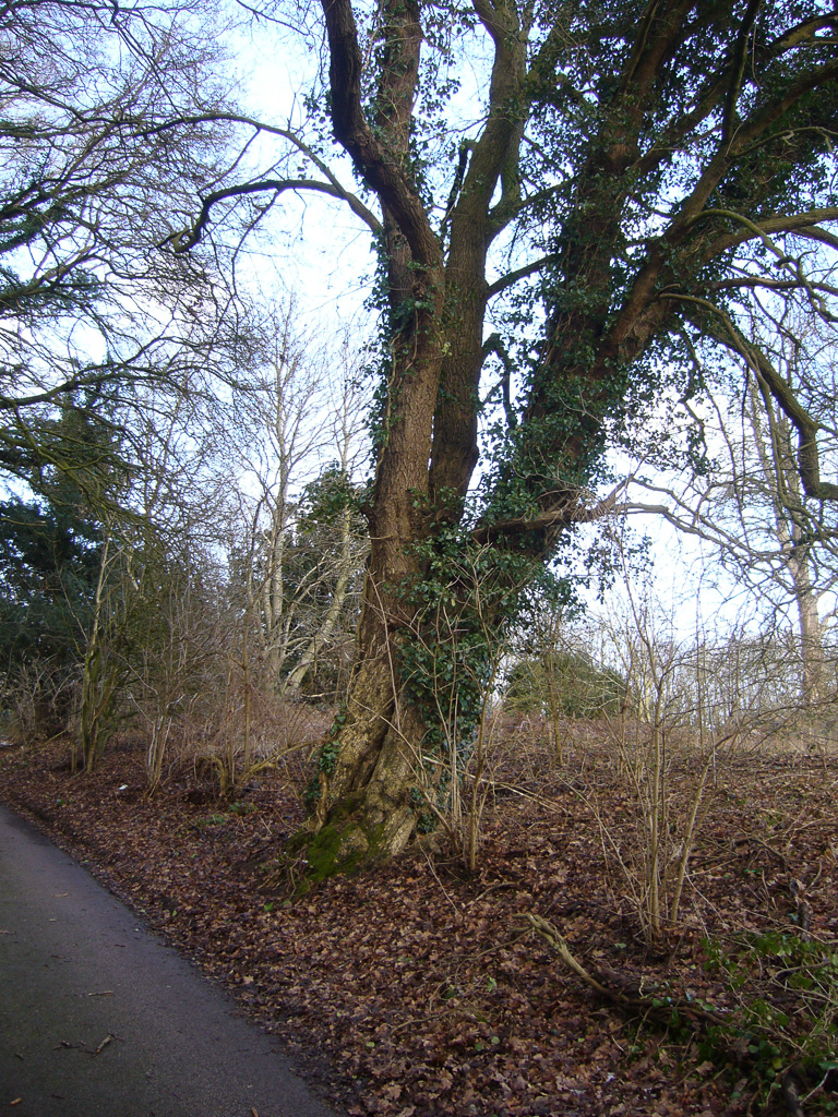 Field Maple - 1954 - Kent Heritage Trees Project