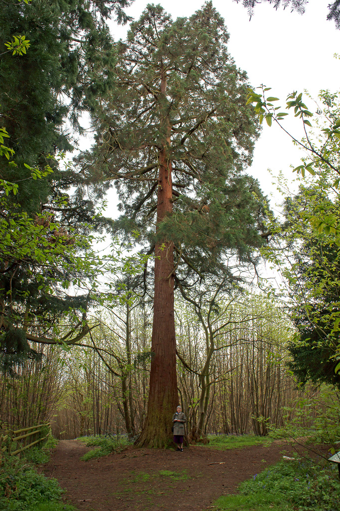 Giant Sequoia - 391 - Kent Heritage Trees Project