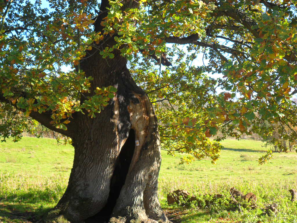 Pedunculate Oak - 595 - Kent Heritage Trees Project