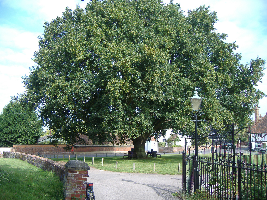 Oak - 92 - Kent Heritage Trees Project