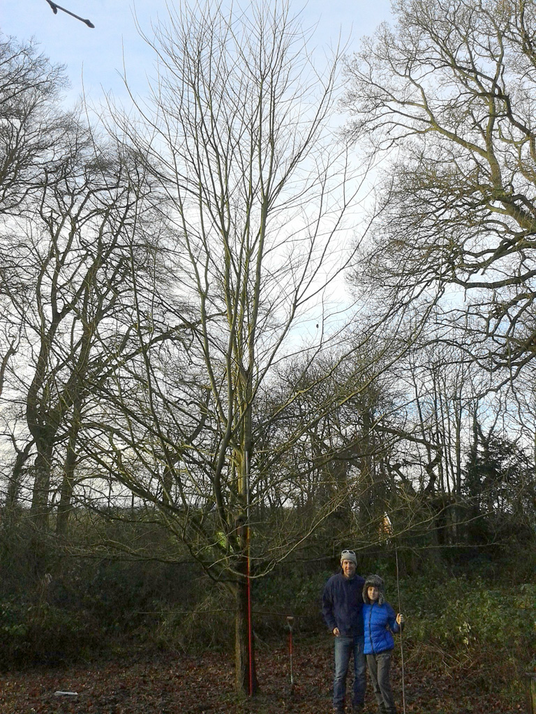 European White Elm - 3110 - Kent Heritage Trees Project