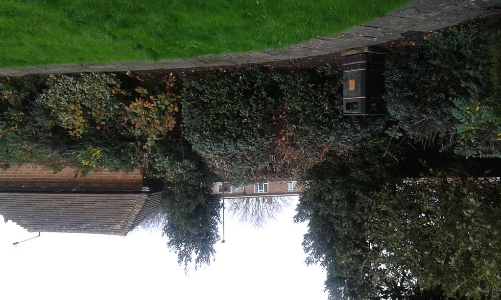 Common Walnut - 3519 - Kent Heritage Trees Project