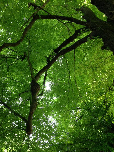 Common Lime - 3560 - Kent Heritage Trees Project