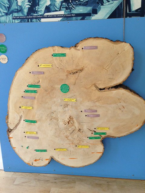 Common Lime - 3560 - Kent Heritage Trees Project