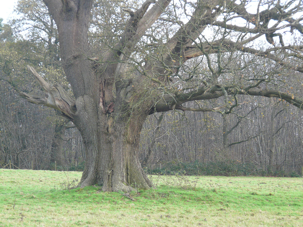 Oak - 2757 - Kent Heritage Trees Project