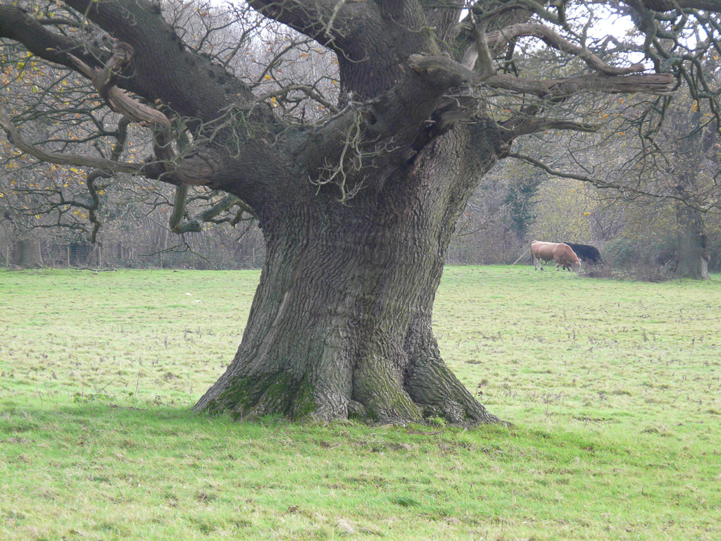 Oak - 2757 - Kent Heritage Trees Project
