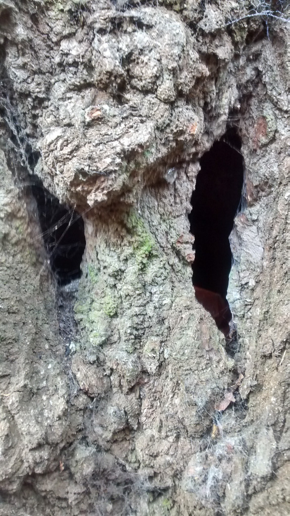 Oak - 1502 - Kent Heritage Trees Project