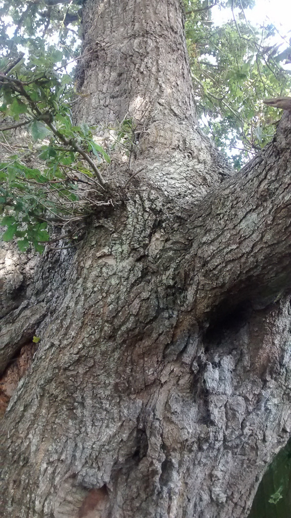 Oak - 1502 - Kent Heritage Trees Project