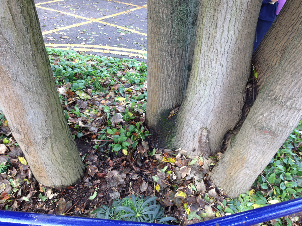 Ash - 1705 - Kent Heritage Trees Project