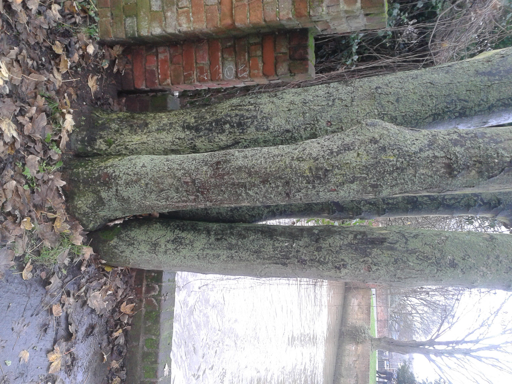 Sycamore - 1805 - Kent Heritage Trees Project