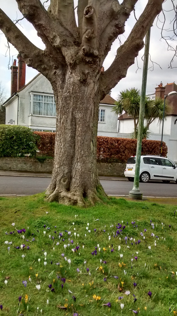Sycamore - 3179 - Kent Heritage Trees Project