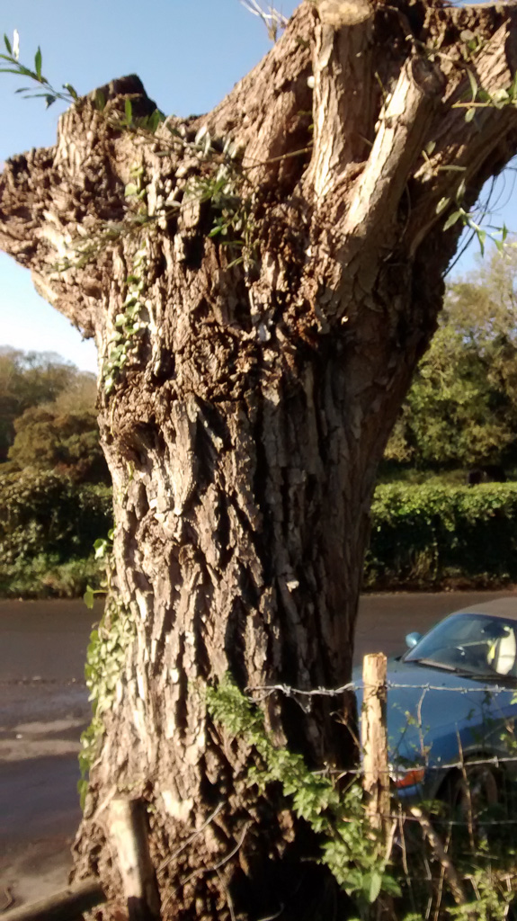 Crack Willow - 1684 - Kent Heritage Trees Project
