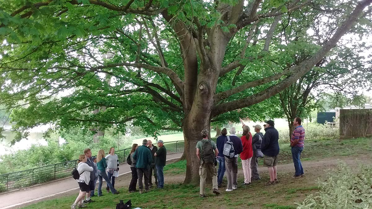 About Kent Heritage Trees Project - Kent Heritage Trees Project