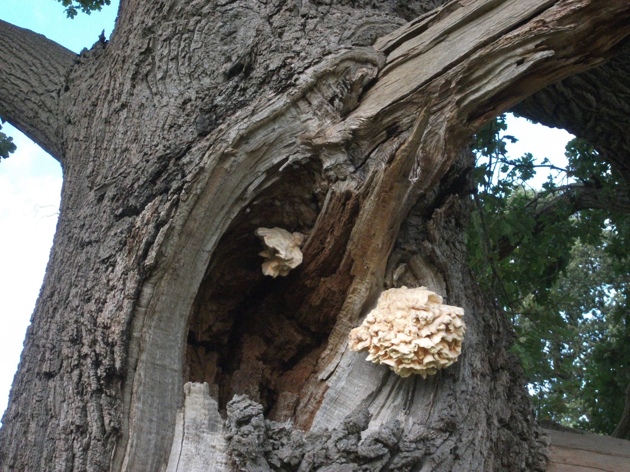 About Kent Heritage Trees Project - Kent Heritage Trees Project